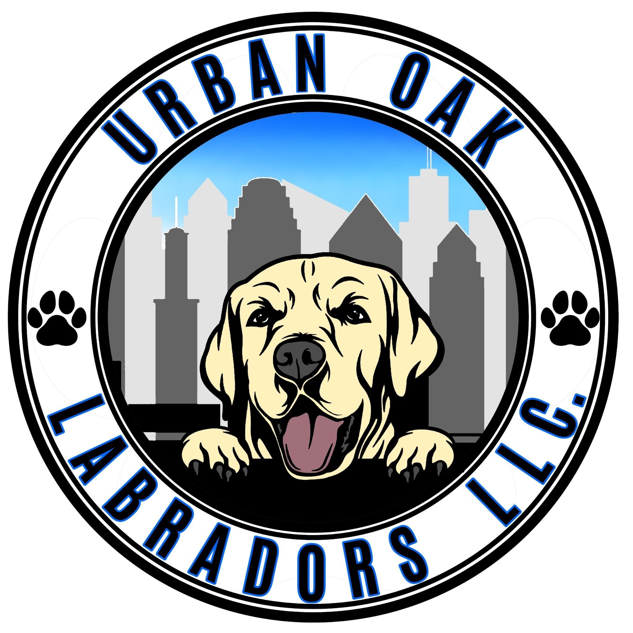 New Litter – Urban Oak Labradors, LLC